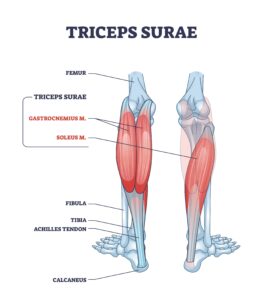 Achilles Tendinopathy: Anatomy, Function, Diagnosis & Treatment