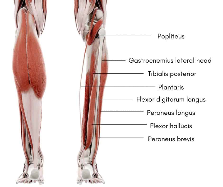 Accessory Muscles Location At Travis Daughtry Blog