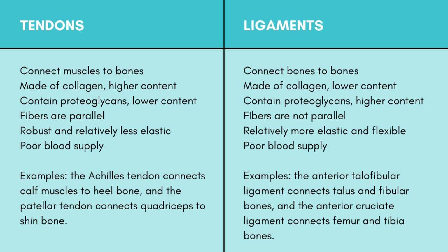 Tendon vs Ligament | The Difference Between Tendon & Ligament