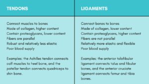 Tendon vs Ligament | The Difference Between Tendon & Ligament