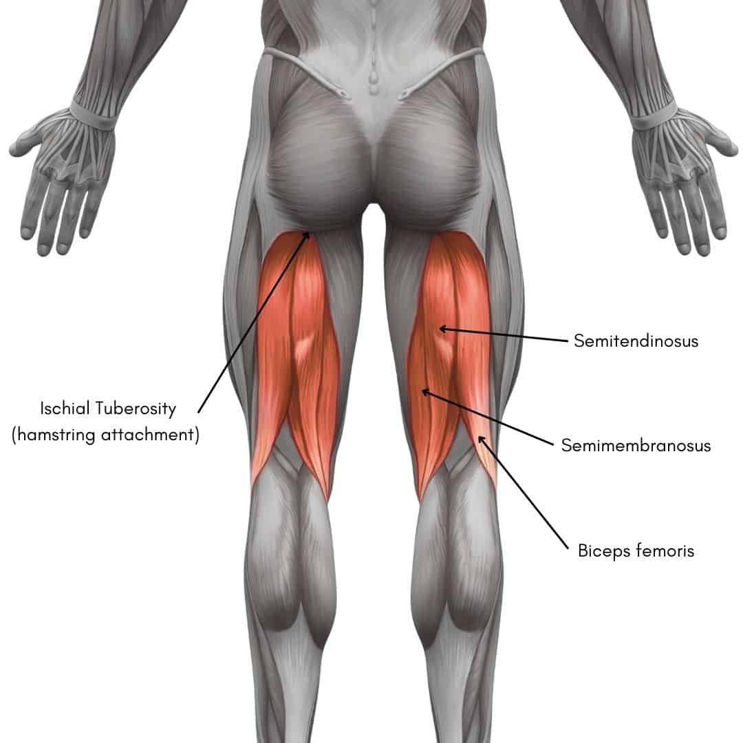 Proximal Hamstring Tendinopathy Explained By Physical Therapists